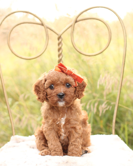 Lillie's Toy Cavapoo puppies | Willow Ridge Puppies