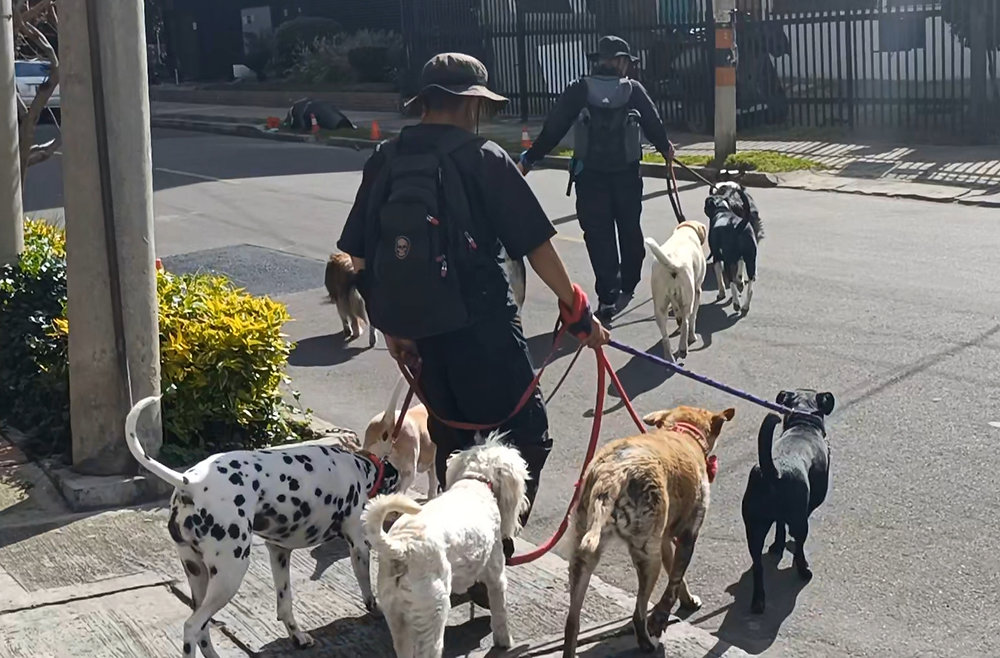 El auge de los paseadores de perros en Bogotá y sus servicios en las apps