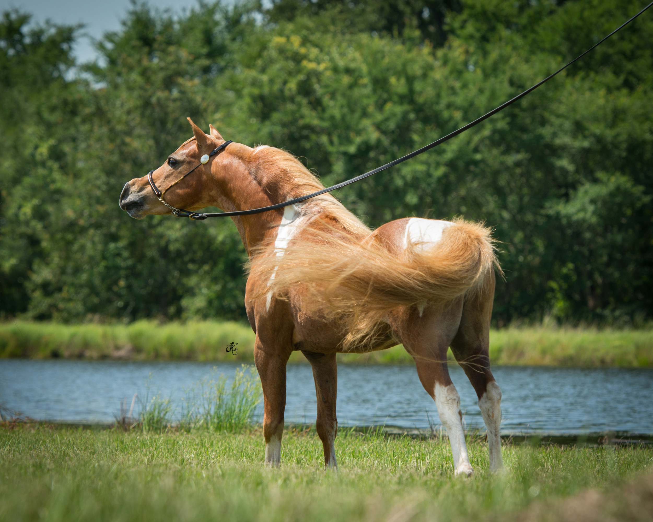 Pecan Grove Customized Bolt | Applecreek Farms