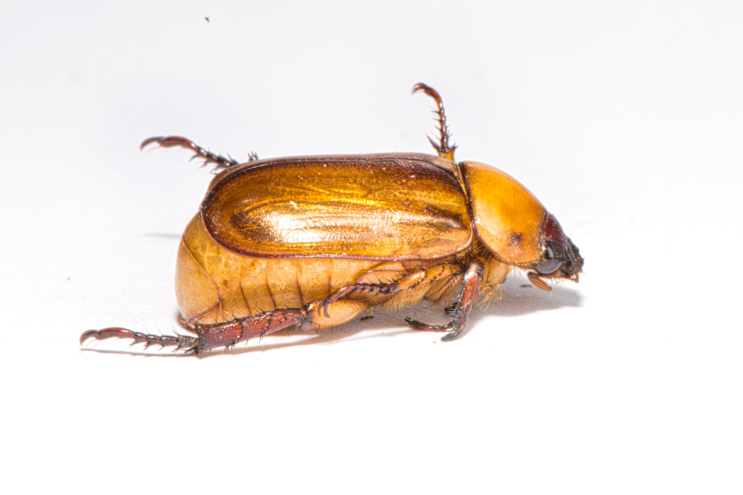 Bugs - Bettle | lenslifeIndia