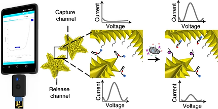 Research Papers | The Hoare Lab