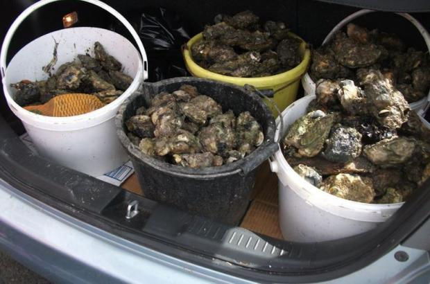 Illegal shellfish picking soared across UK coast after lockdown - fears ...
