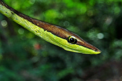 About Us | Kanahau Wildlife Conservation