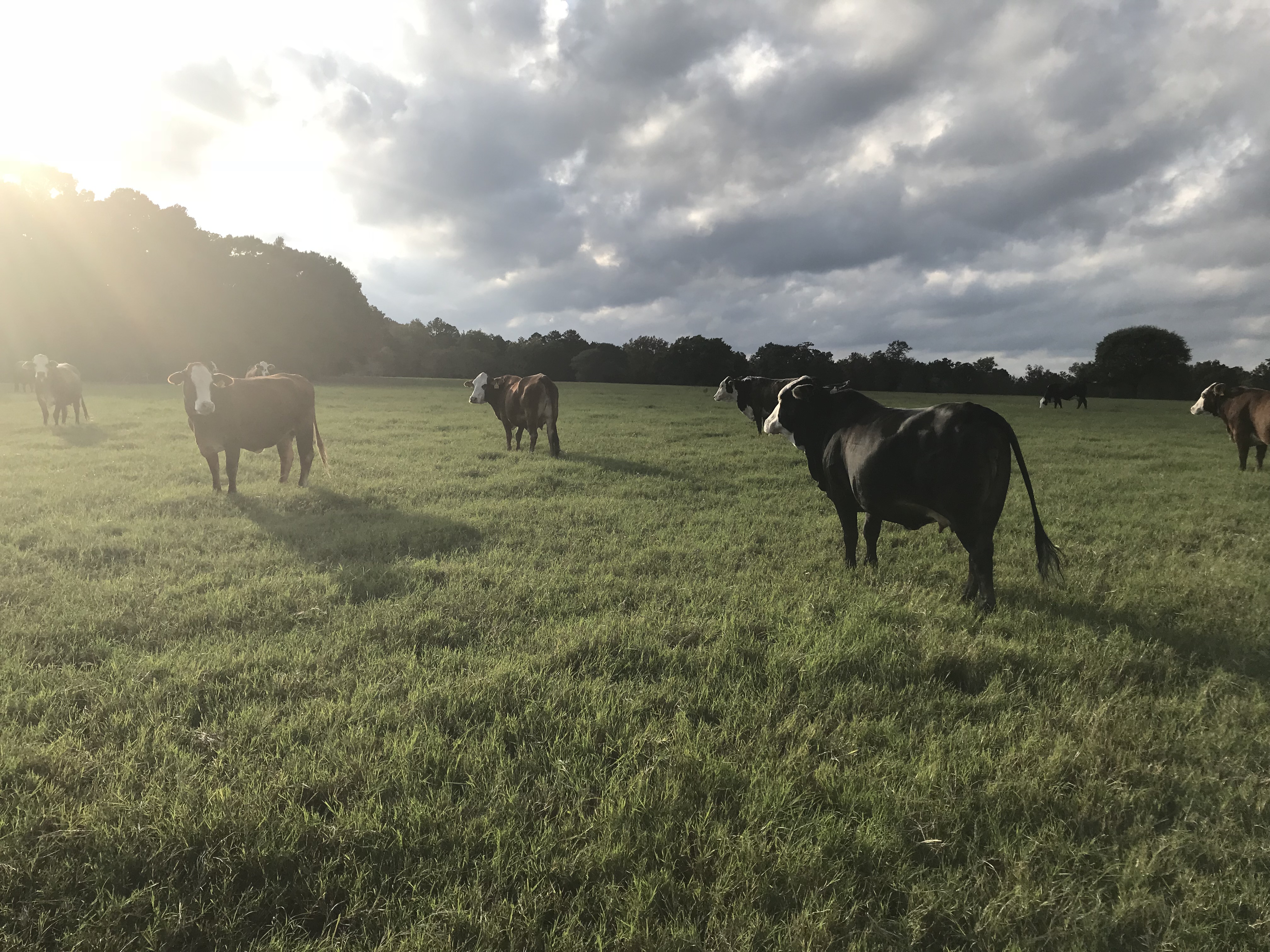 Naturally Pasture-Raised Beef In East Texas | Bulk Beef and Packages
