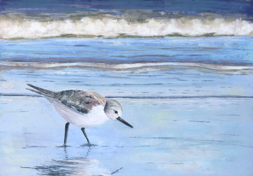 Sanderling | Art by Geraldine Seg