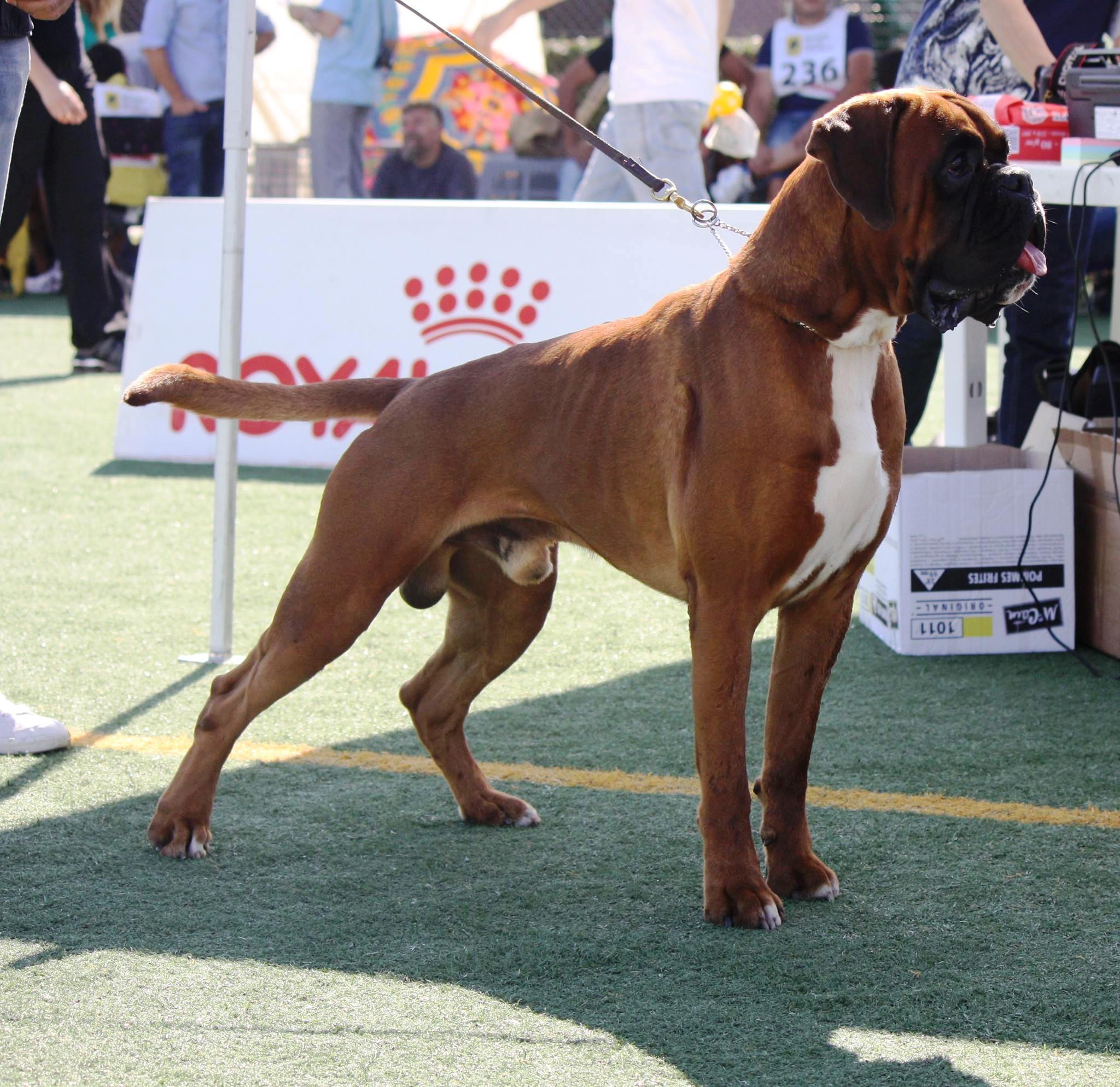 Home | Alleamento cani razza boxer | Roma |cuccioli boxer