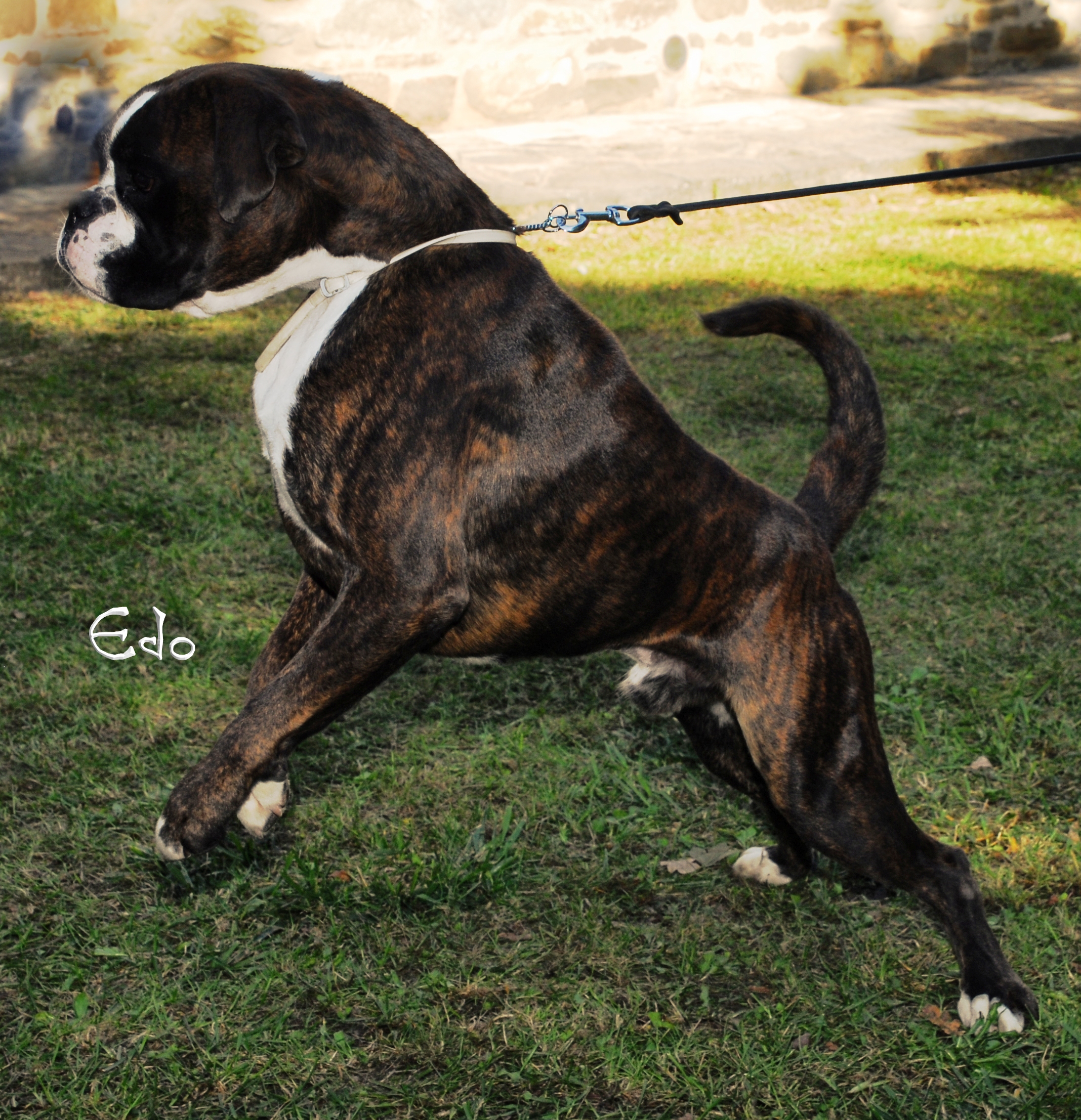 Home | Alleamento cani razza boxer | Roma |cuccioli boxer