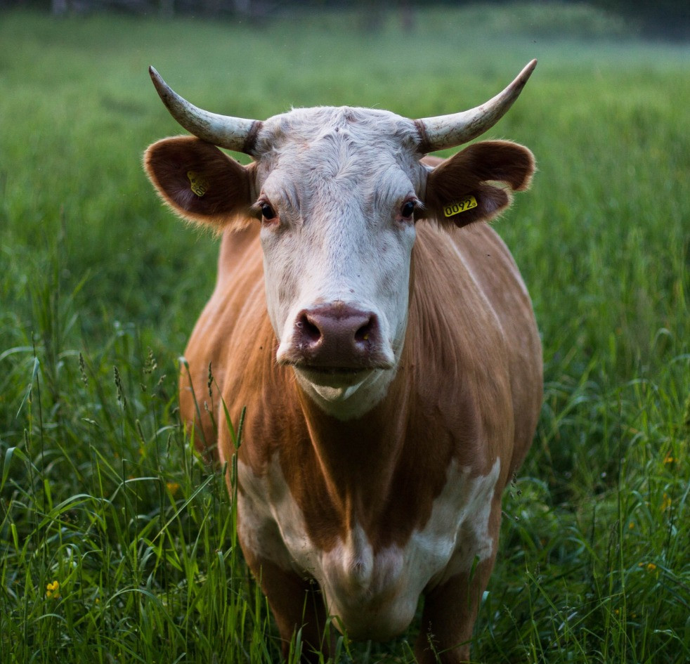 ACIDOSE RUMINAL EM BOVINOS
