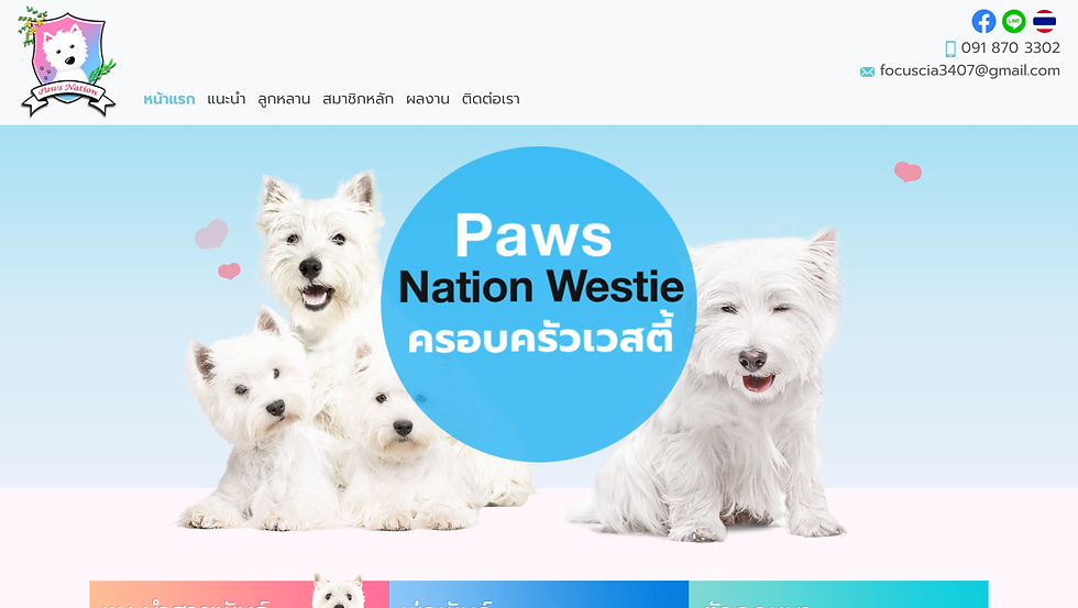 7 ฟาร์มหมาเวสต์ ไฮแลนด์ ไวท์ เทอร์เรียในไทย ข้อมูลติดต่อ [พร้อมราคา]