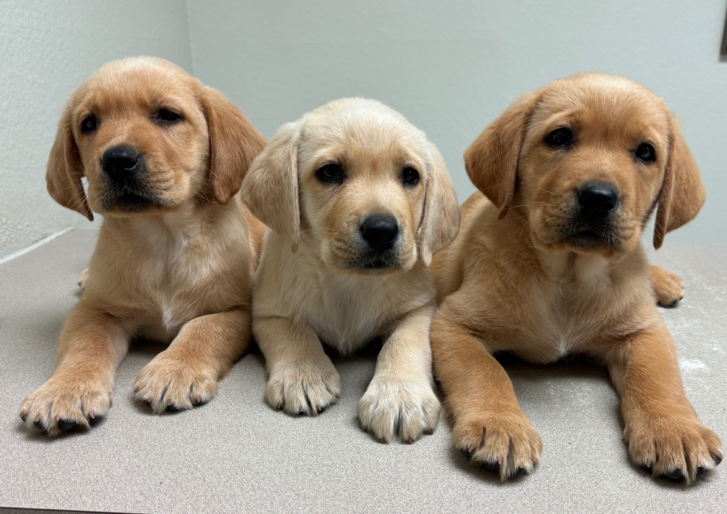 English Lab Puppies | Cactus Rose Labradors | Blocky Heads & Otter Tails