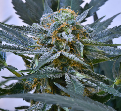 Sapphyre F1 (4 seeds) | Speedrun Global