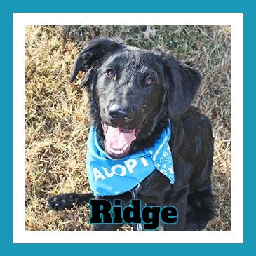 Adoptable Dogs | lucky-pup-rescue
