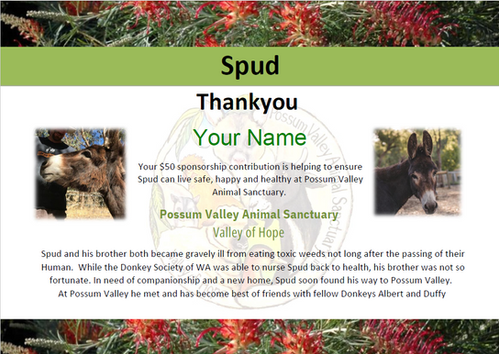 $50 Animal Sponsorship - Spud Donkey | PossumValley