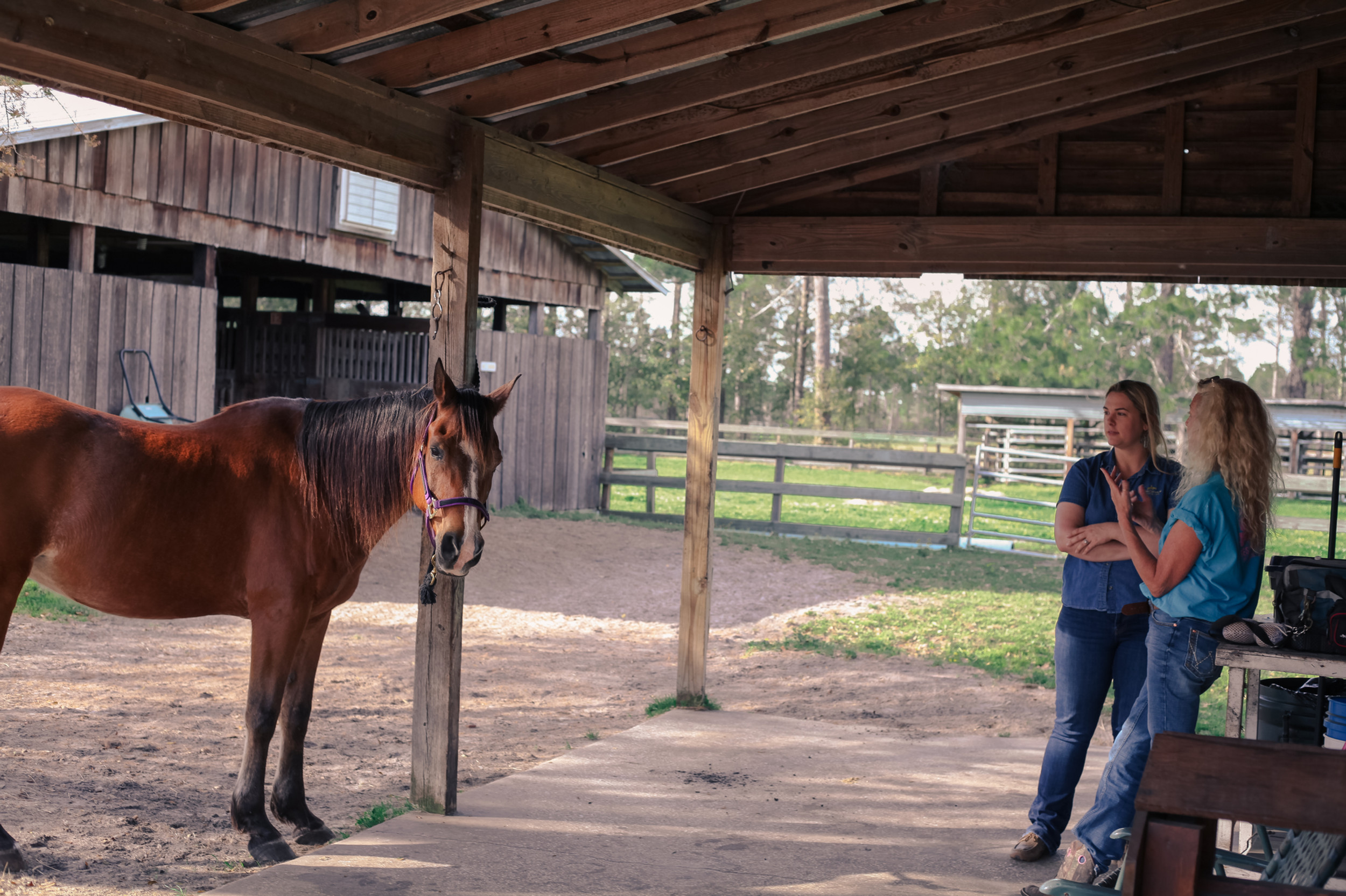 Diamond D Boarding Stables | Jacksonville Florida | Horse Boarding ...