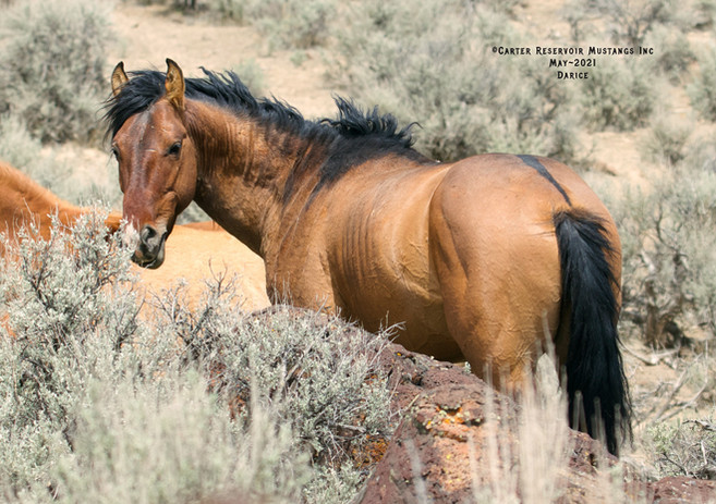 Carter Reservoir Mustang Photo Gallery