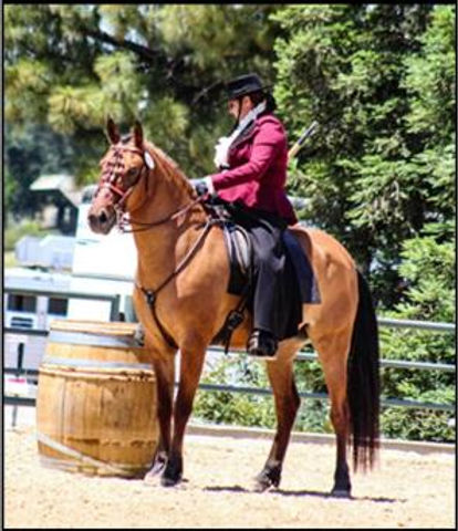 Formerly wild Carter Reservoir Mustang adoption success story