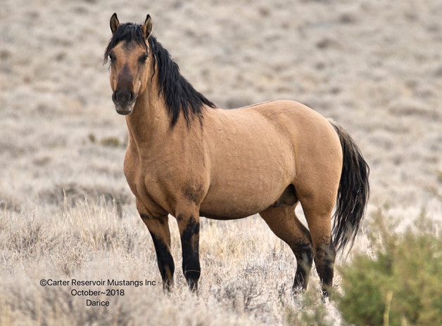 Carter Reservoir Mustang Photo Gallery