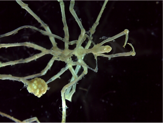 Sea Spiders | research
