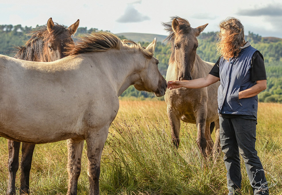 Touching the Wild Heart of Horses