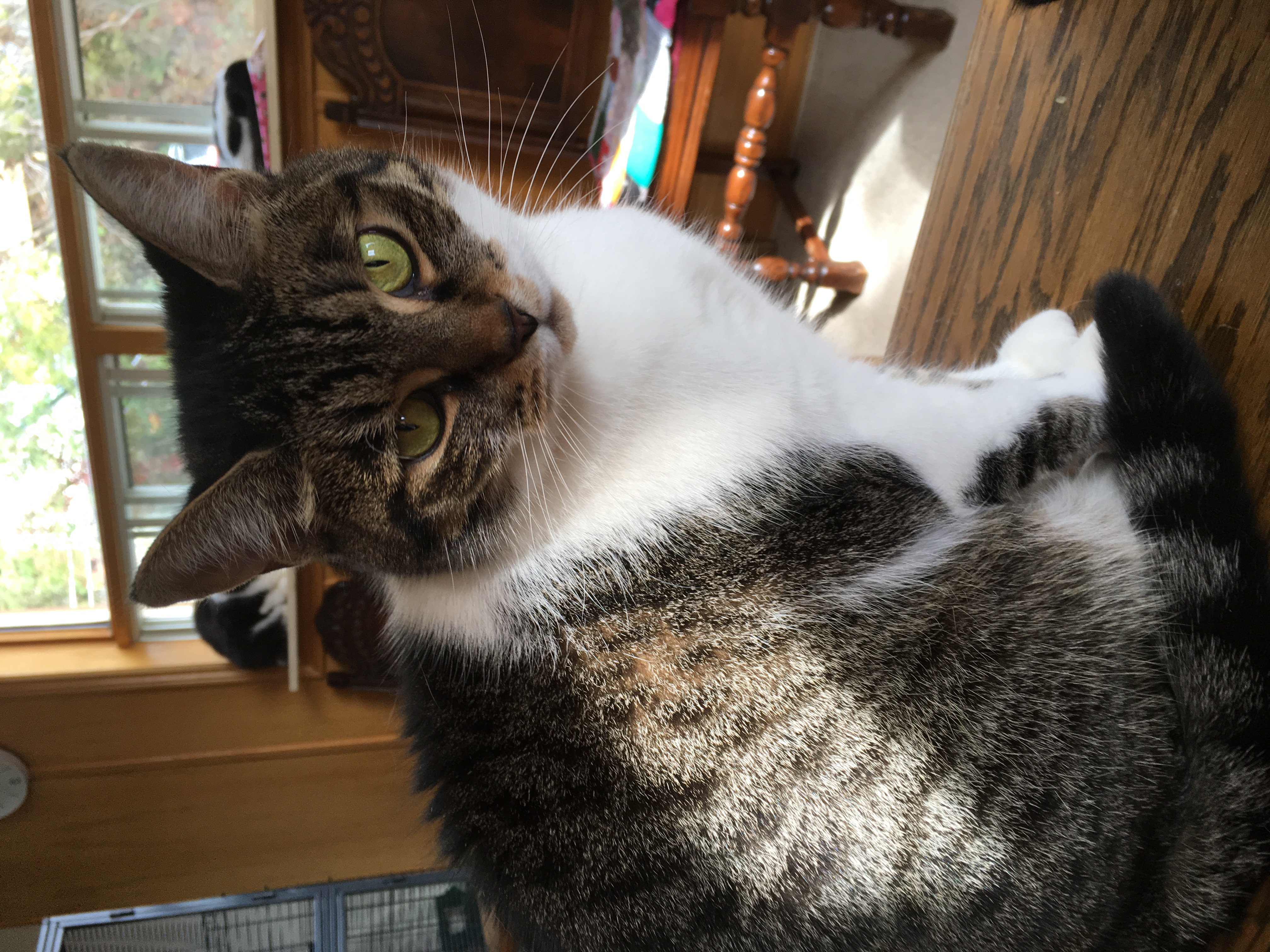 Cats Available | SAINTs Cats Sudbury