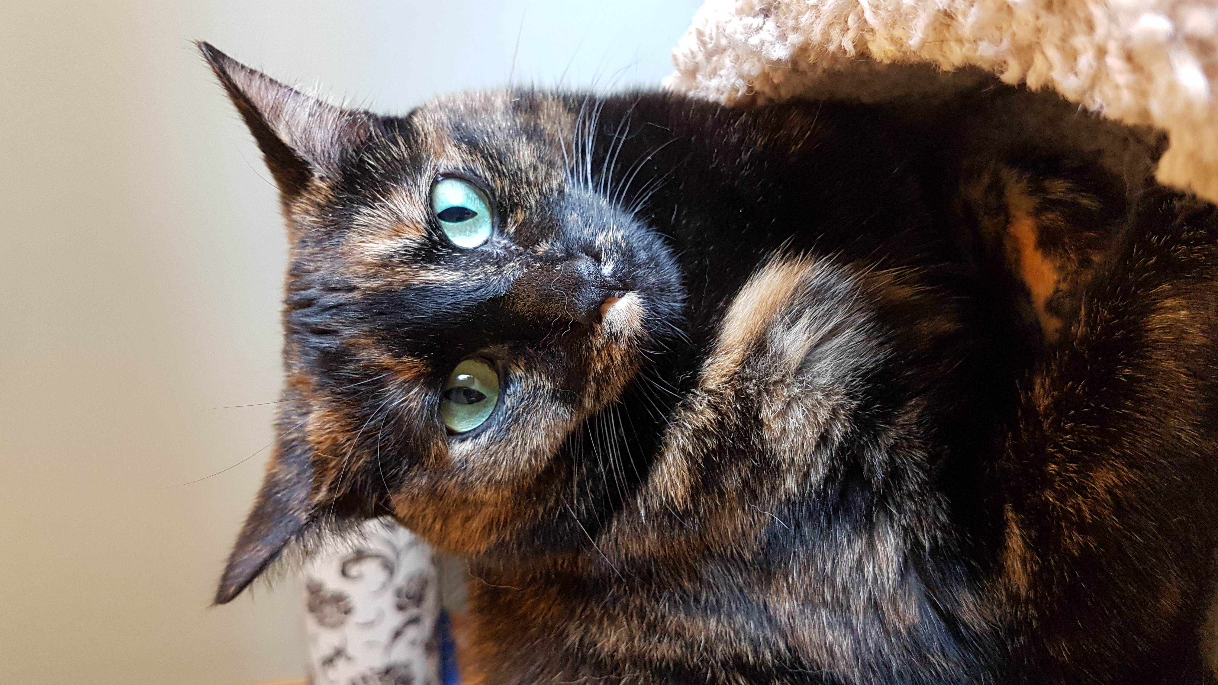 Cats Available | mysite