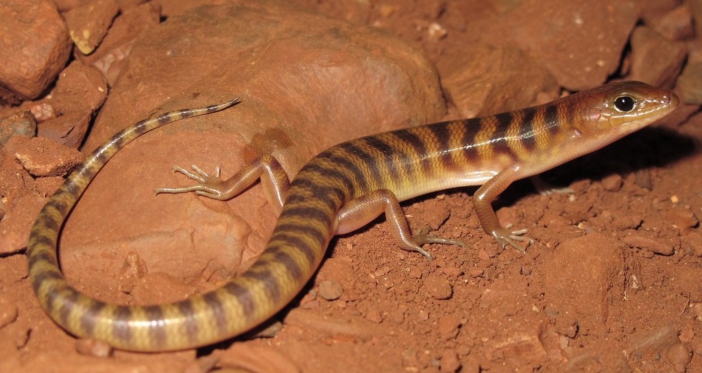 Environmental Consultant | Biota Environmental Sciences | Leederville