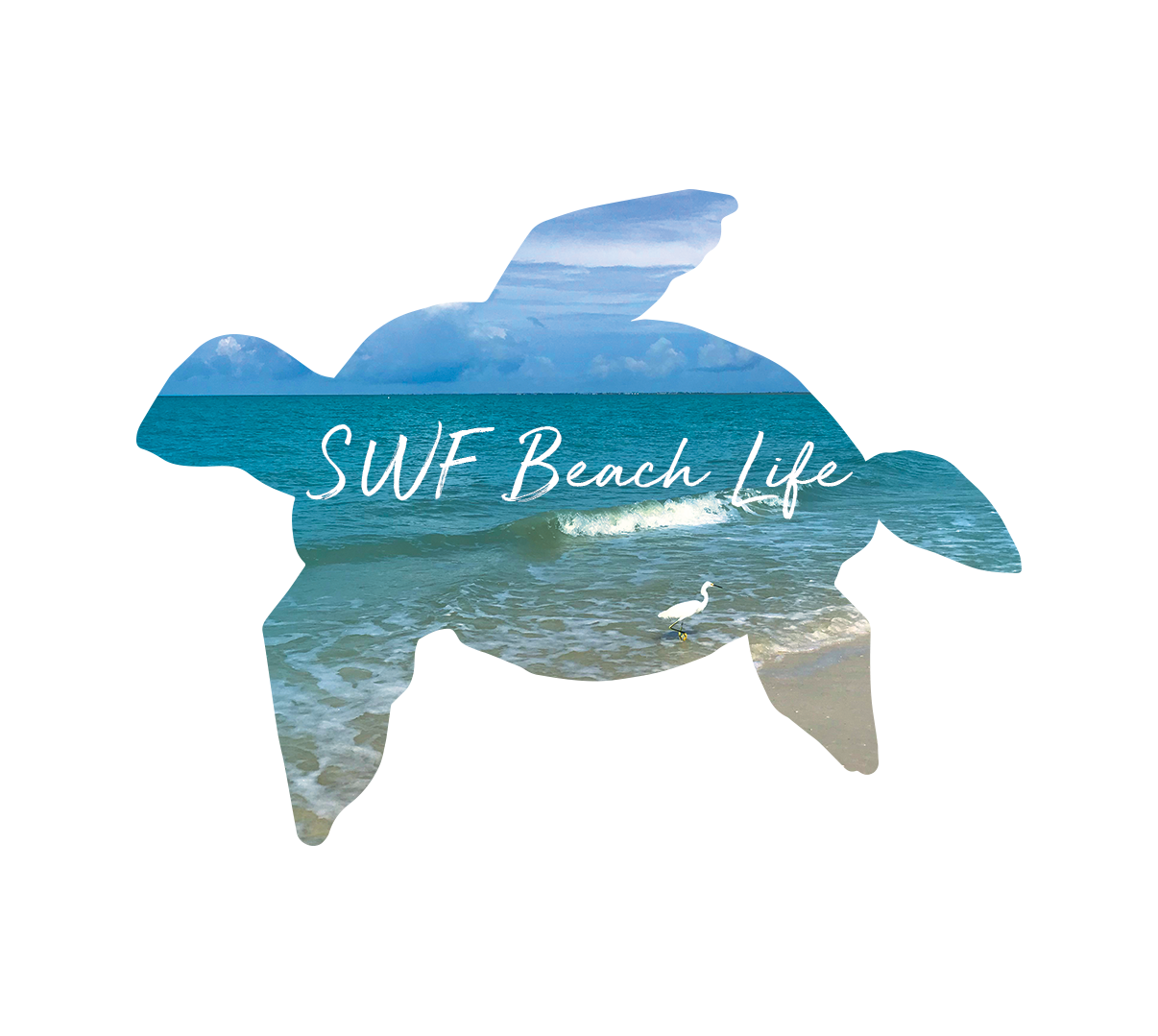 SWF Beach Life | Virtual Beachcombing
