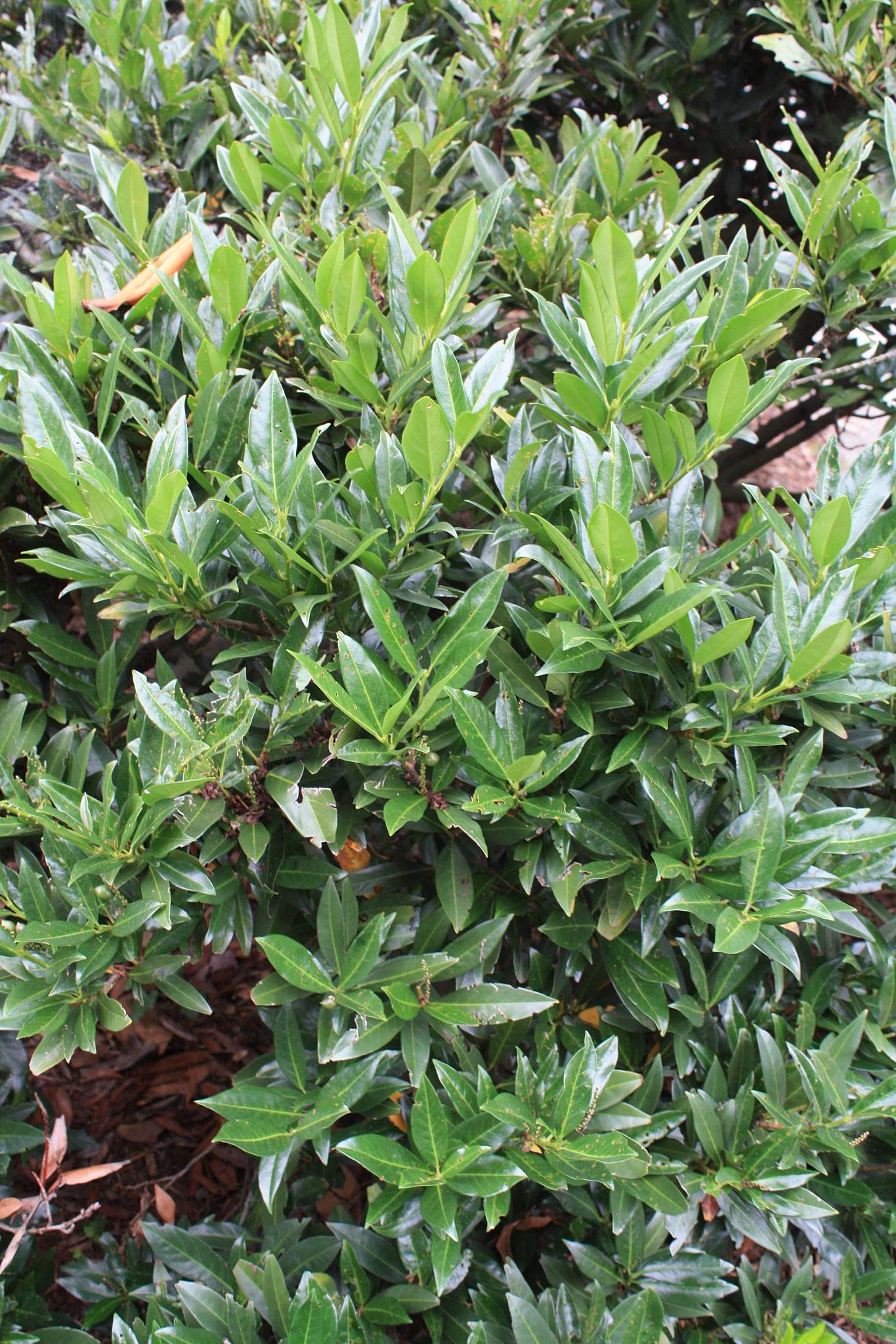 plantnursery | Viburnum Chindo