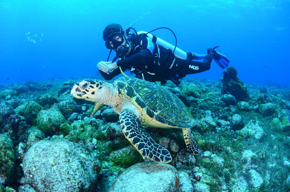 BUCEO EN EL ARCHIPIELAGO MAS FAMOSO DE BRASIL
