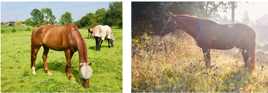 THE THORACIC SLING EXPLAINED