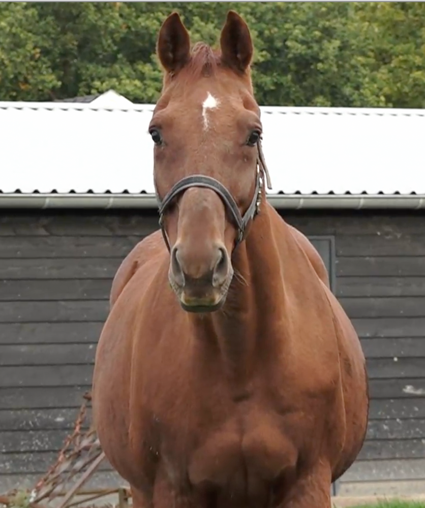 HET ONGEBALANCEERDE PAARD