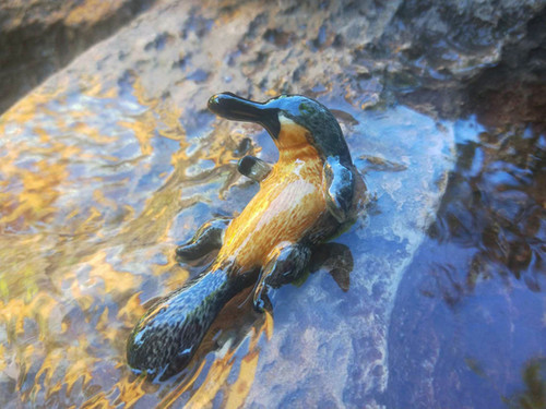 Miniature Ceramic Platypus | Ladyfern