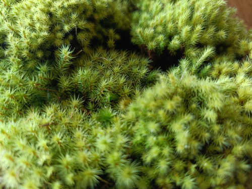 Mini Moss Sampler - Breutelia | Ladyfern
