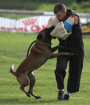 HARDOG KENNELS MALINOIS ELITE K9 AUSTRALIA