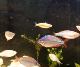 Neon Dwarf Rainbow | Badlands Cichlid Web