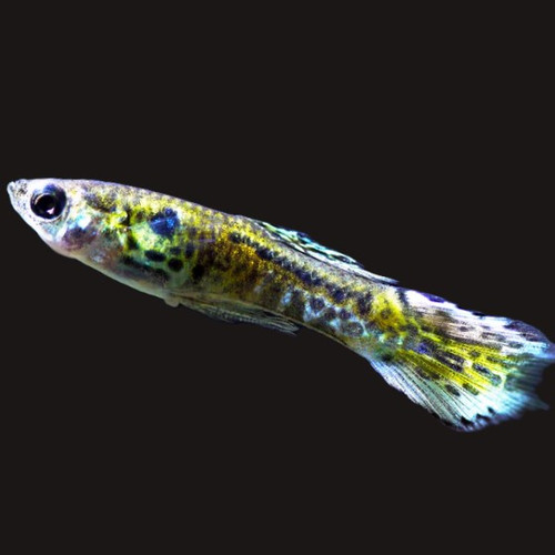 Tiger Endler | Badlands Cichlid Web