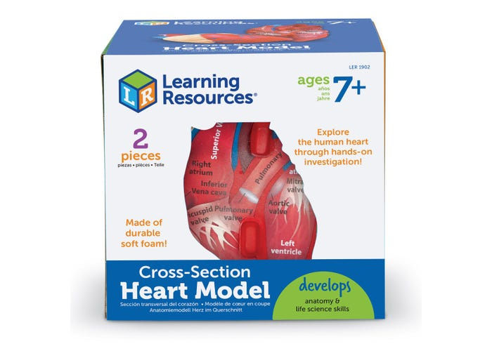 Learning Resources Cross-Section Human Heart Modelhttps://static.wixstatic.com/media/c7583a ...
