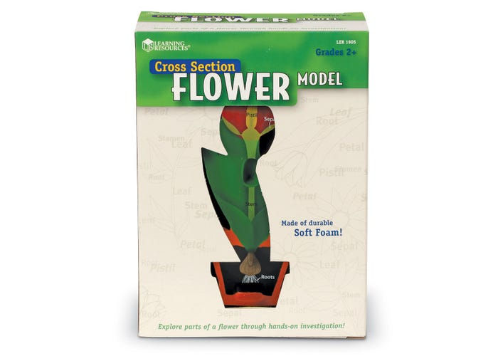 Learning Resources Cross-Section Flower Modelhttps://static.wixstatic.com/media/c7583a ...