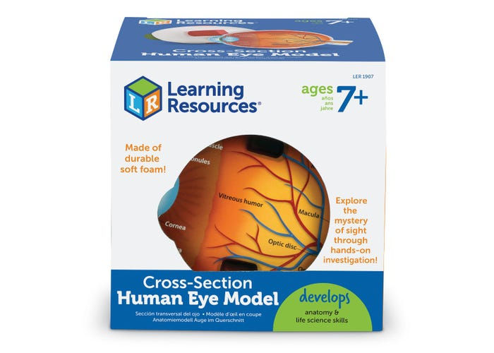 Learning Resources Cross-Section Eye Model