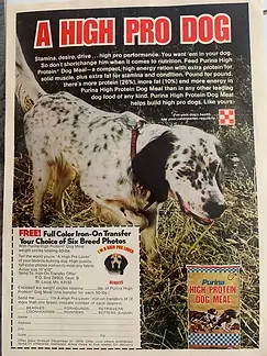 Top City English Setters | Puppies