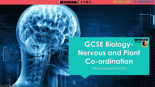 GCSE Biology - Nervous & Plant Co-ordination Guide