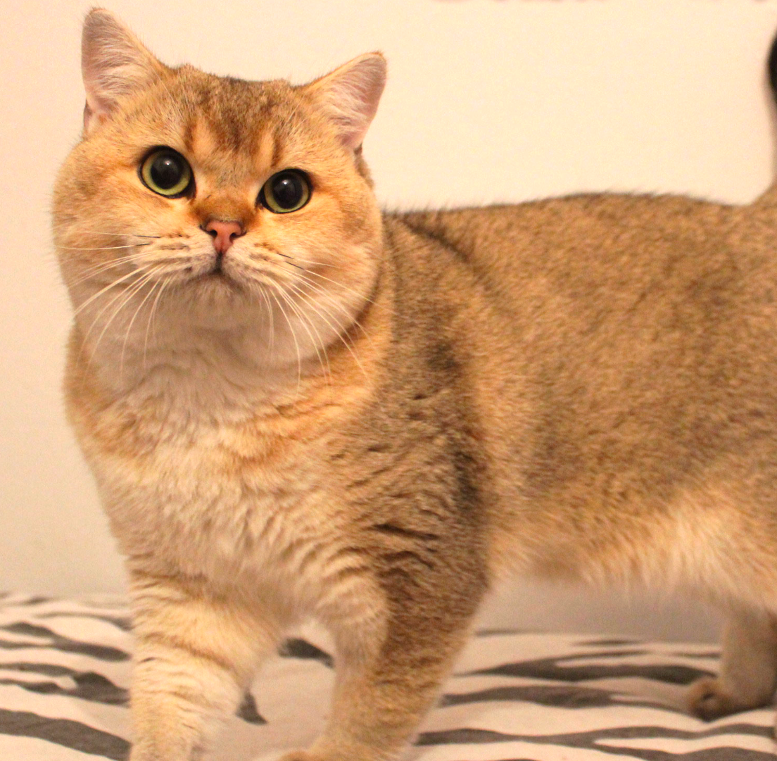 British,Shorthair, Scottish,Fold,sahibinden,yavru,kediler.kedi,perisi,
