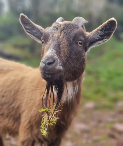 Adopt a Goat | jacob-sheep-trekking