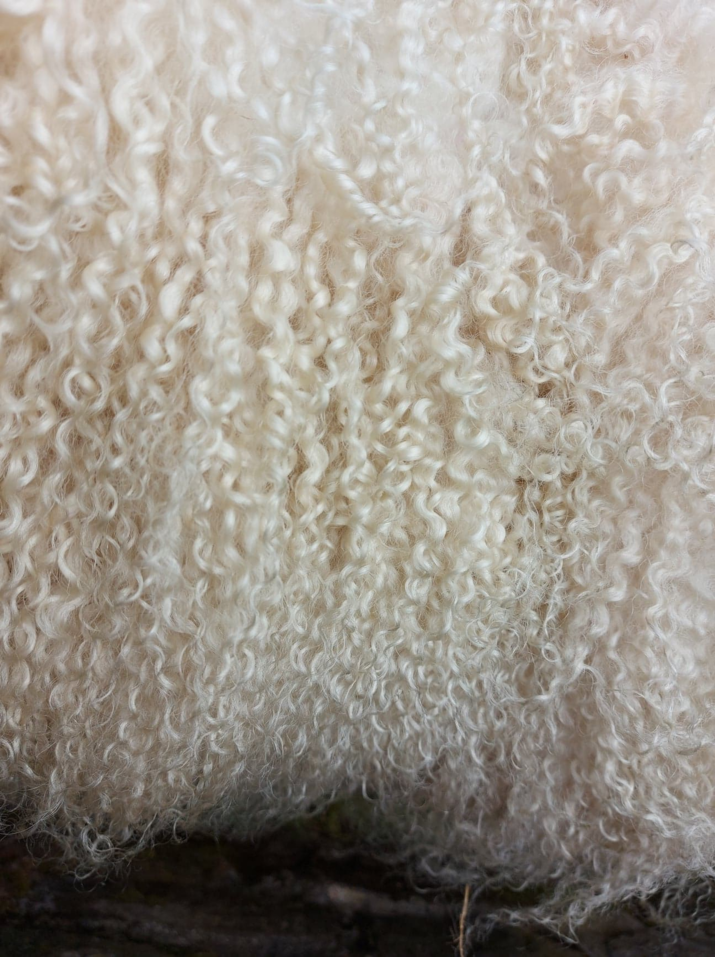 WOOL SHED | jacob-sheep-trekking