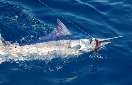 Hawaii-fish | Captain Jim Charters