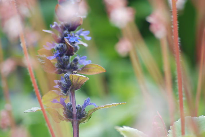 The Fforest Inn | Pub | Wales