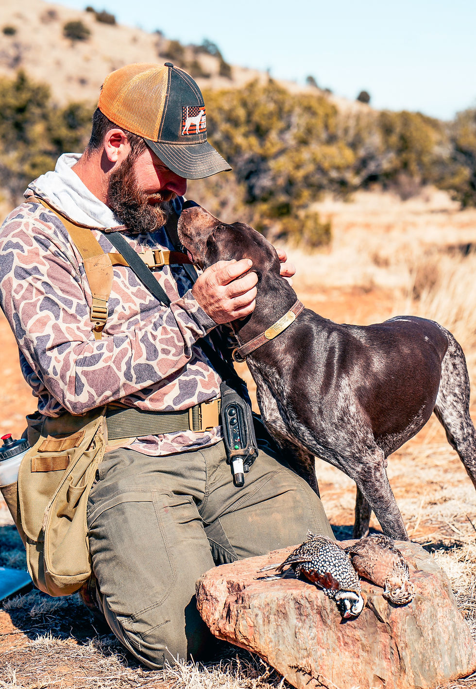 GSP PUPPIES | United States | Legacyk German Shorthaired Pointers
