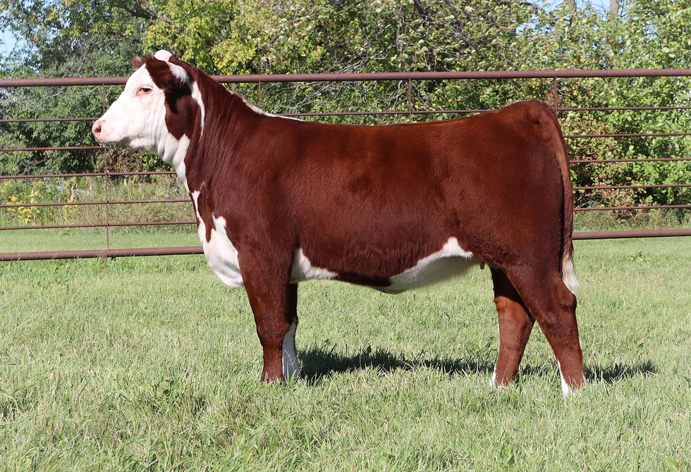 Hereford Sires | DaKitch Farms