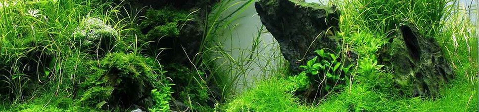 Tropical Fish | Natural Aquatics