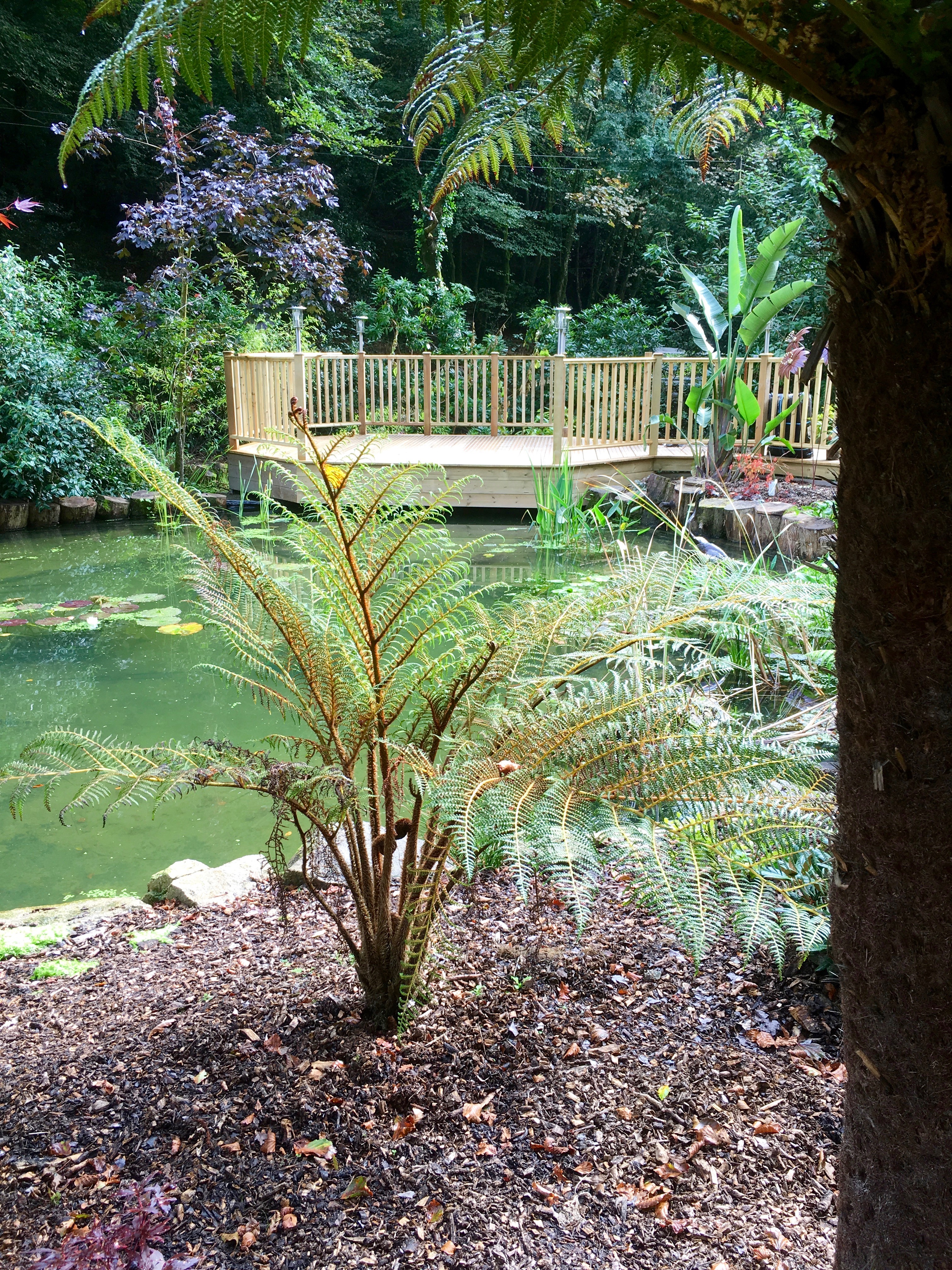Tree Ferns